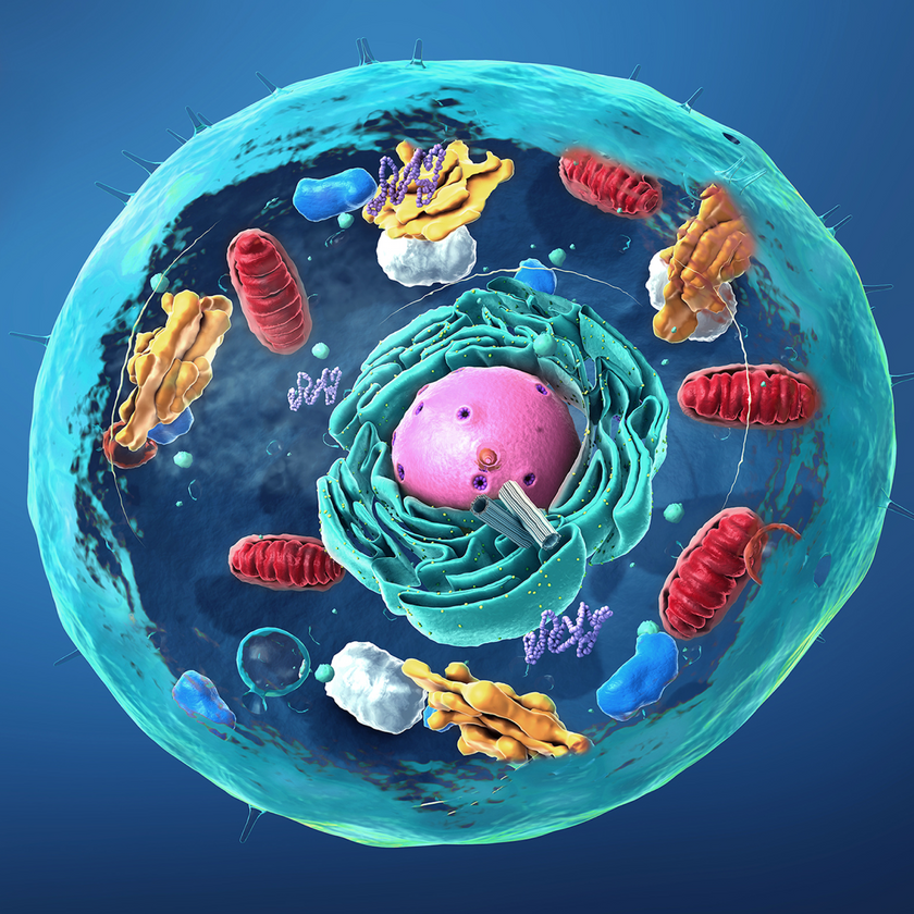 Cell Danger Response: A Theory of Everything – Troscriptions®