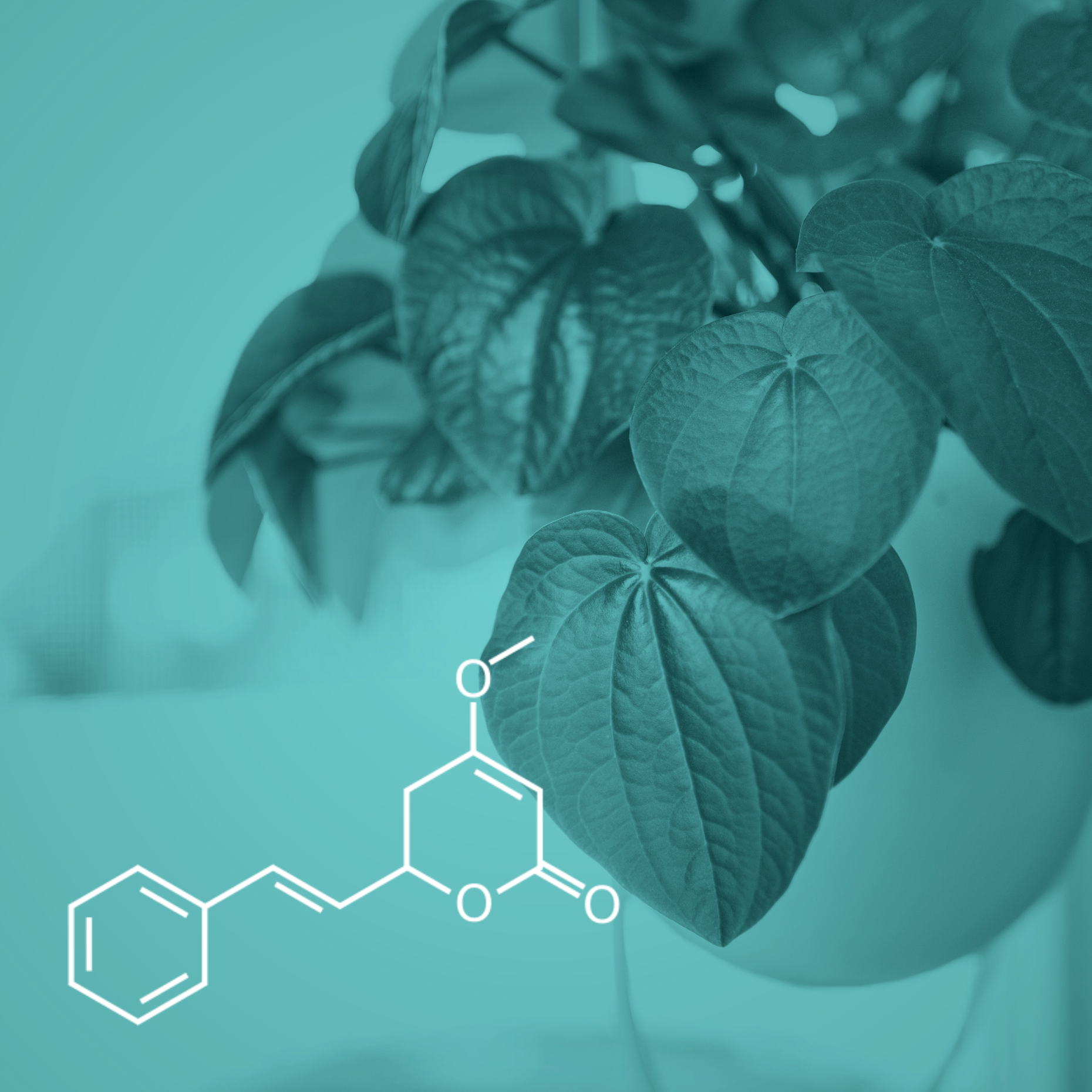 What is Kavain? Exploring the Anxiolytic Kava Extract – Troscriptions®