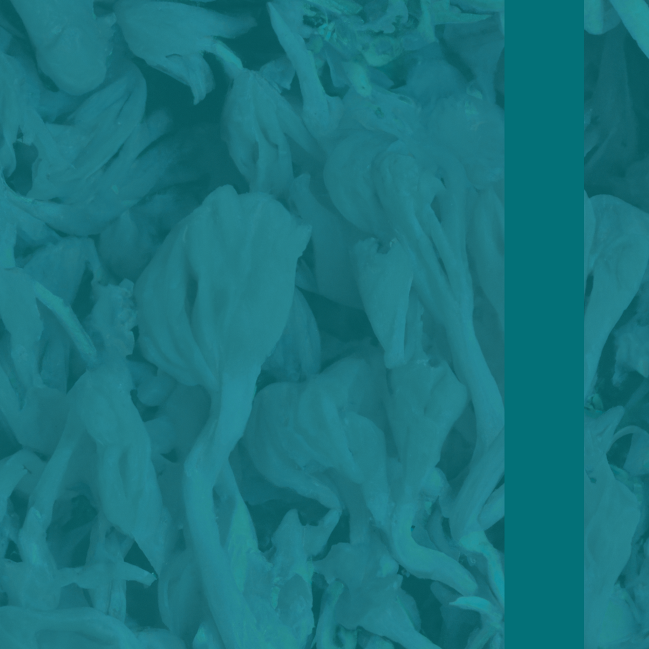 From Mushrooms to Medicine: Cordycepin in Cancer, Wound Healing, and I ...