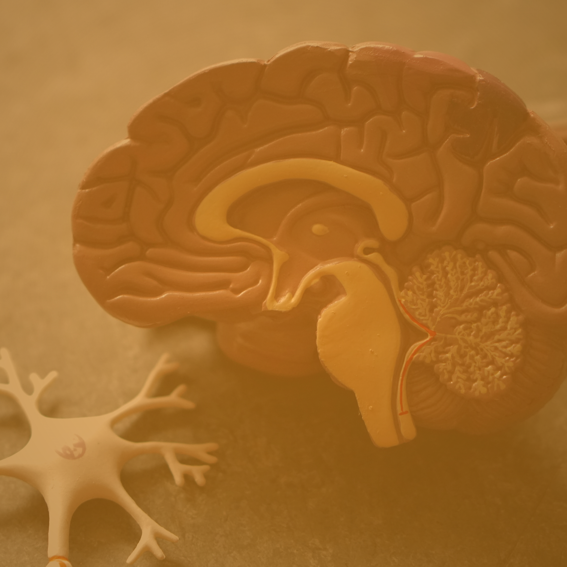 How GABA, Gut Microbiota, the Gut-Brain Axis, and Neurological Disorde – Troscriptions®